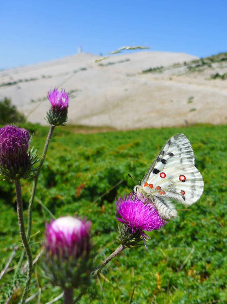 Parc naturel régional du Mont-Ventoux PNR | Destination Ventoux