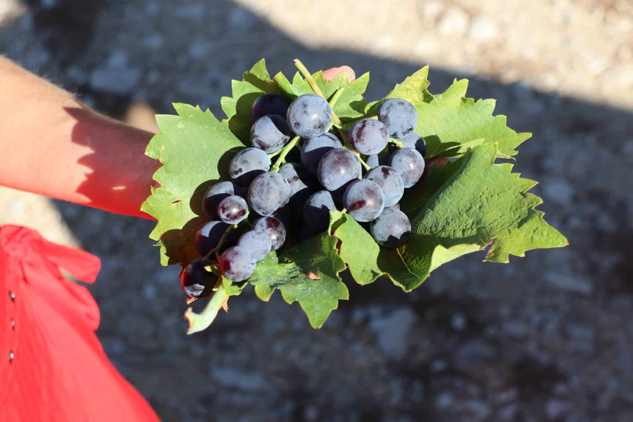 Wines & Vineyards around Mont Ventoux | Destination Ventoux